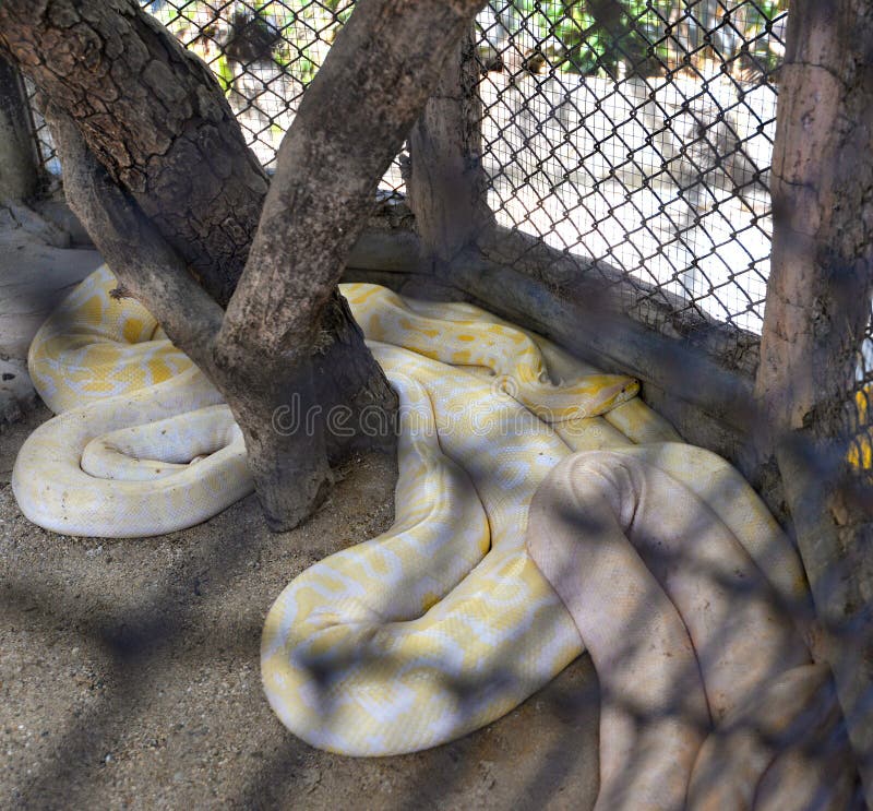 Python gold stock photo. Image of burmese, black, forest - 67140380
