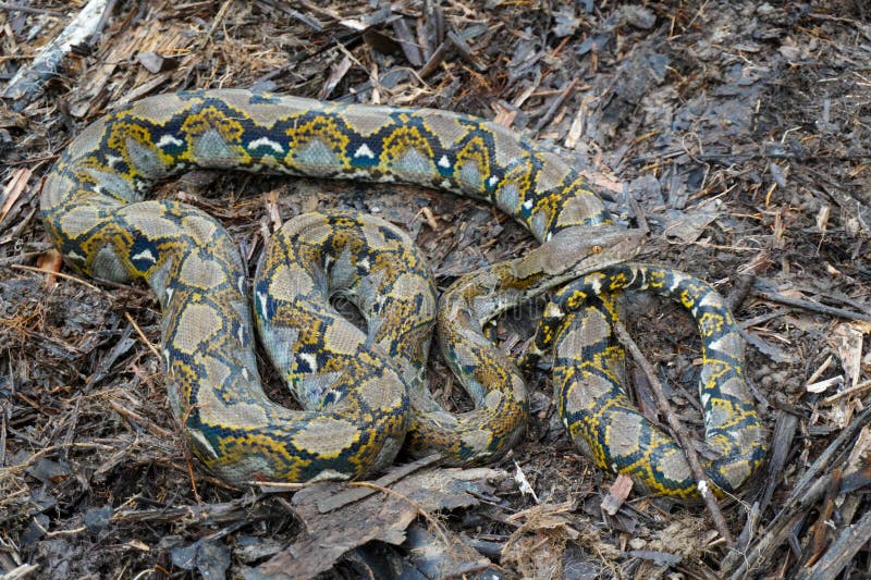 Python on the Ground. Reticulated Python & X28;Malayopython Reticulatus ...