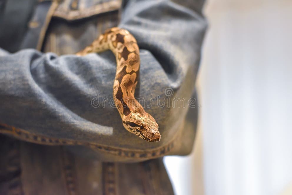 Boa on Hand, Snake on Hand, Man Holds Boa Stock Photo - Image of ...