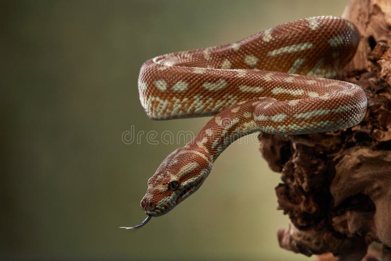 Python Hanging from Branch stock image. Image of environment - 341164347