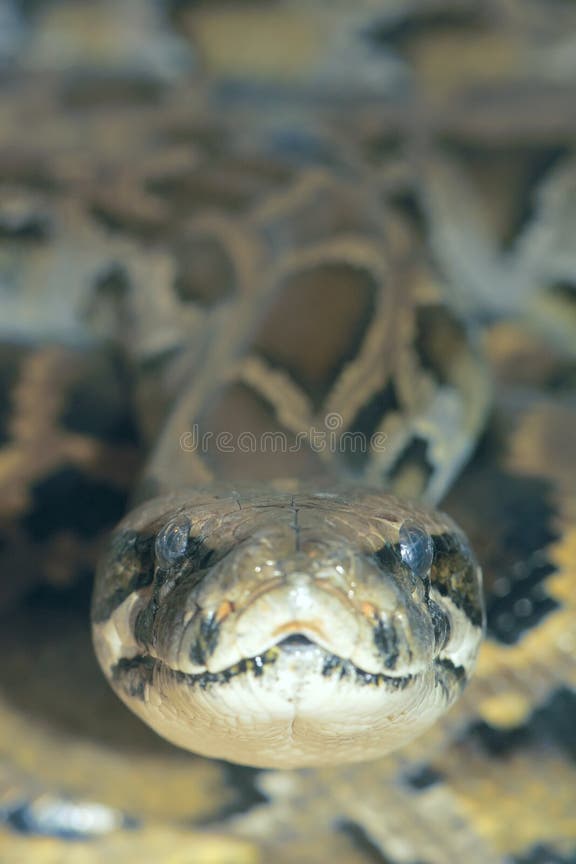 Python stock photo. Image of wildlife, animals, snake - 35136052