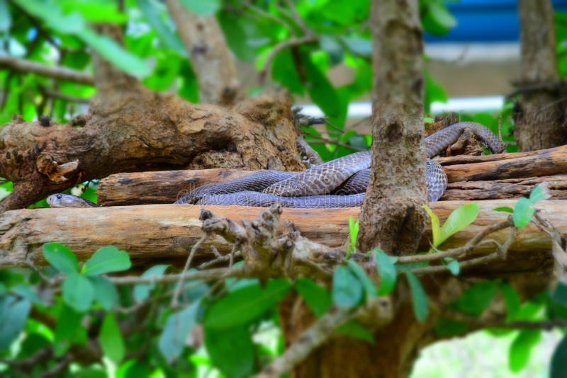 Python De Roche Indien, Molurus De Python, Colonie De Lait D'Aarey ...