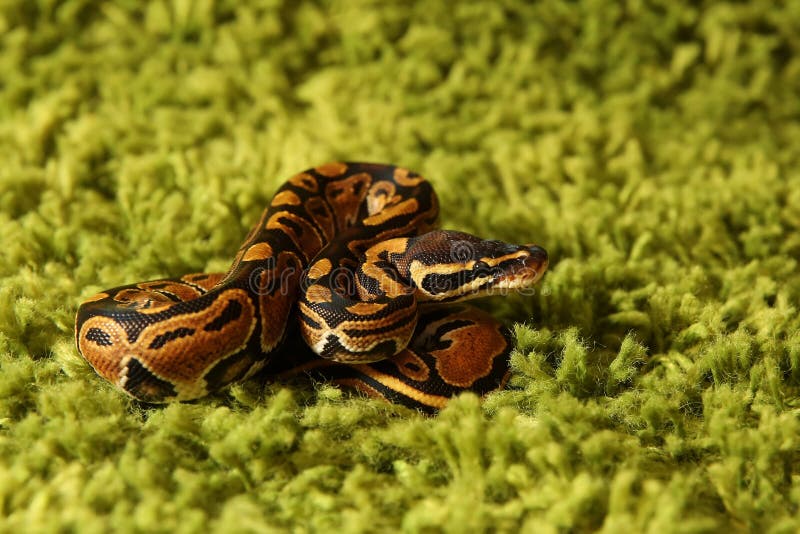 Python Koninklijke Slang (koninklijke of Balpython) Stock Afbeelding ...