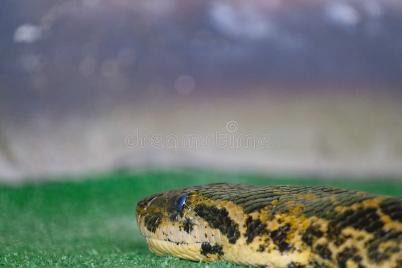 145 Hot Summer Sun Snake Stock Photos - Free & Royalty-Free Stock ...