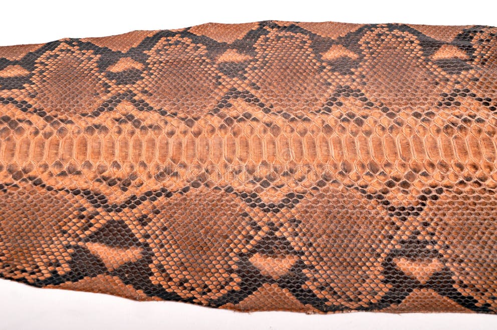 Python leather stock photo. Image of hunter, armour, cobra - 23495968