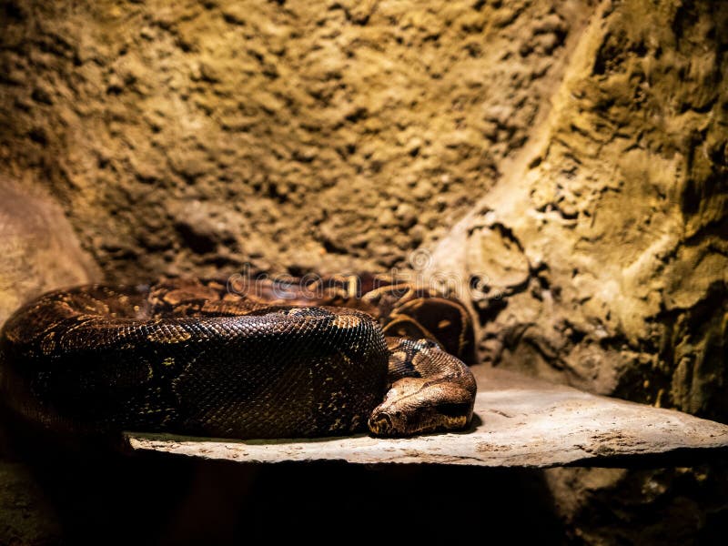 Python Lies on a Warm Stone in the Terrarium of the Zoo Stock Photo ...