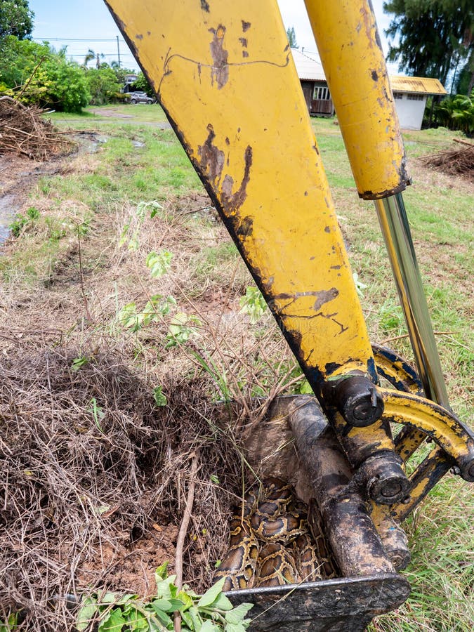 Python Lives in the Bucket of Backhoe Stock Image - Image of space ...