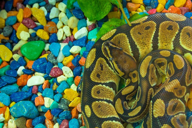 Python Lying on the Rocks. Python in a Terrarium Stock Photo - Image of ...