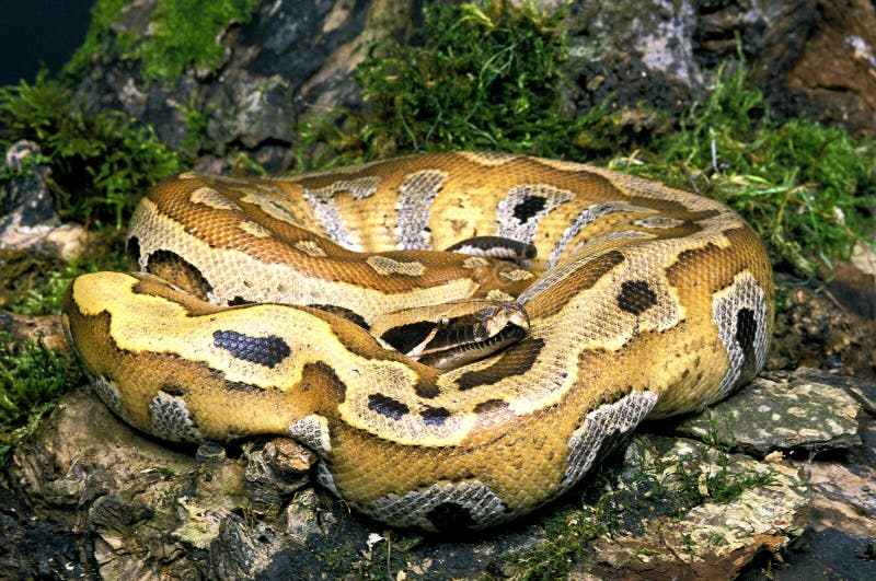 Blood Python, Python Curtus Snake Stock Image - Image of wildlife ...