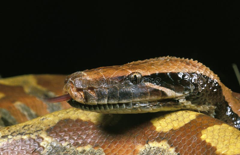 Blood Python, Python Curtus Snake Stock Image - Image of animal, malais ...