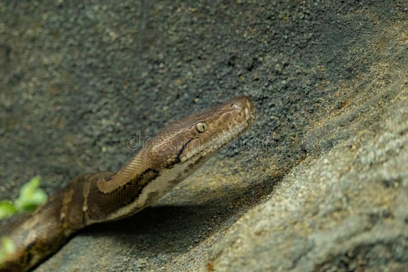 Python Malayopython Reticulatus Foto de archivo - Imagen de bola, suelo ...