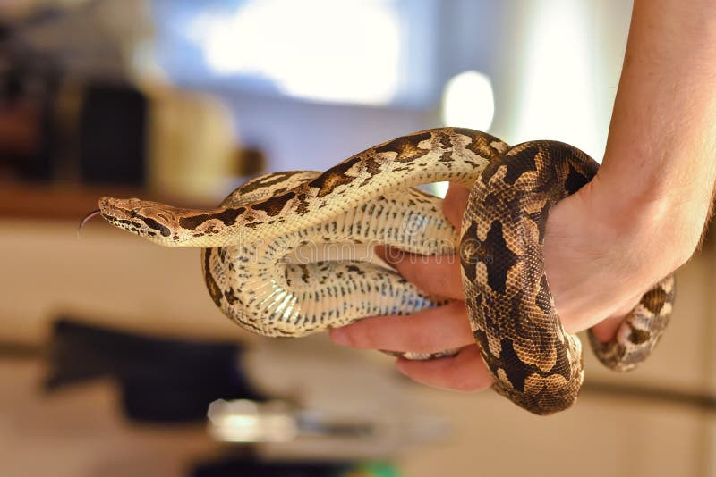 Python a Mano, Serpiente a Mano, Hombre Sostiene El Pitón Imagen de ...