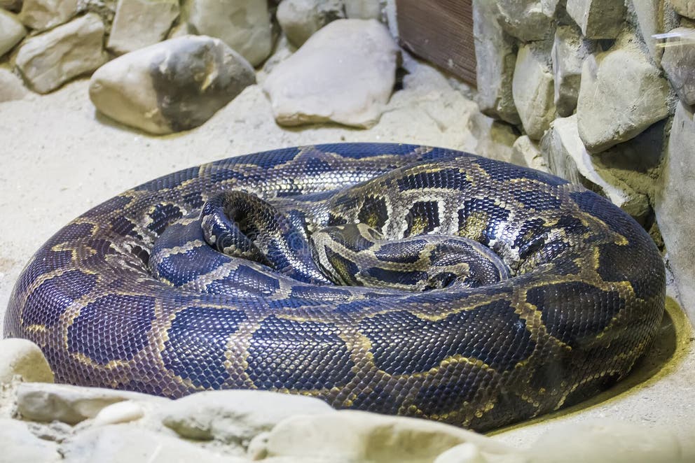 Python after meal stock photo. Image of grate, crawler - 56958882