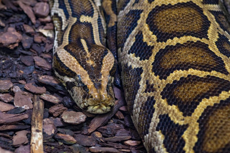 Python Met Zwarte Staart of Het Close-up Van De Tijger Stock Afbeelding - Image of sluit, hoofd ...