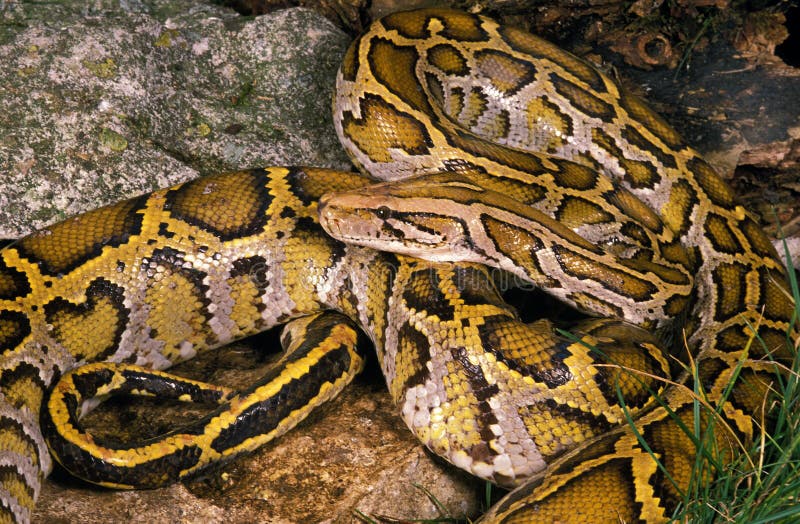 PYTHON MOLURE Python Molurus Imagem de Stock - Imagem de animal ...