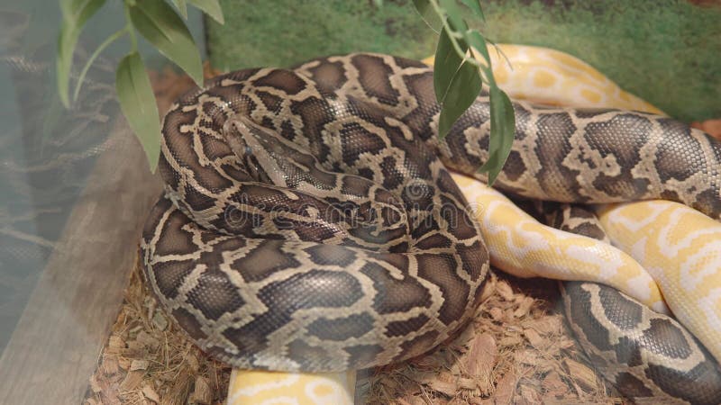 Python Molurus Also Known As Indian Rock Python, Black-tailed Python ...
