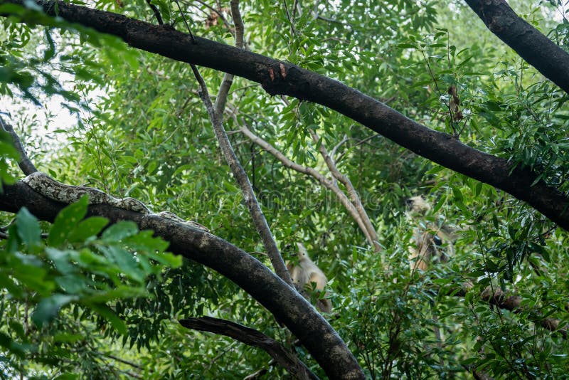 Python Molurus or Indian Rock Python in Search of Hunt a Gray or ...