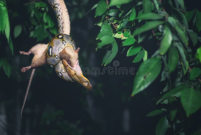 Python is a Night Hunter Eating a Rat for Dinner. Stock Photo - Image ...