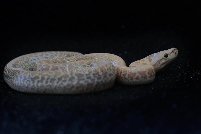 A Ball Python is Wrapping Its Body and Keeping an Eye on Its ...