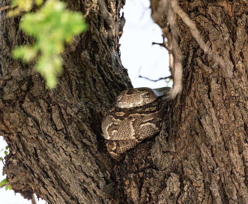 Python (Pythonidae) Resting on a Tree, Kruger National Park Stock Image ...