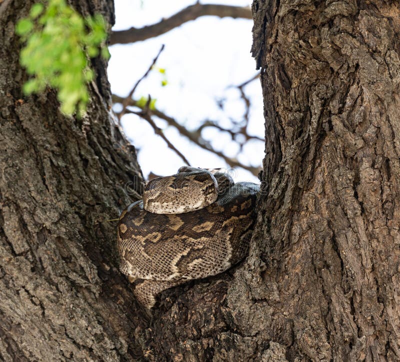 Python (Pythonidae) Resting on a Tree, Kruger National Park Stock Photo ...
