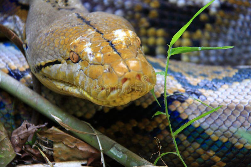 Python réticulé image stock. Image du animal, jungle - 39791761