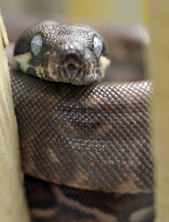 Python, Red Tail Boa Constrictor Snake,honduras Stock Image - Image of ...