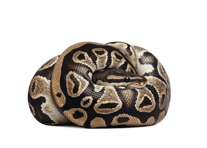 Reticulated Python stock image. Image of science, species - 6266789