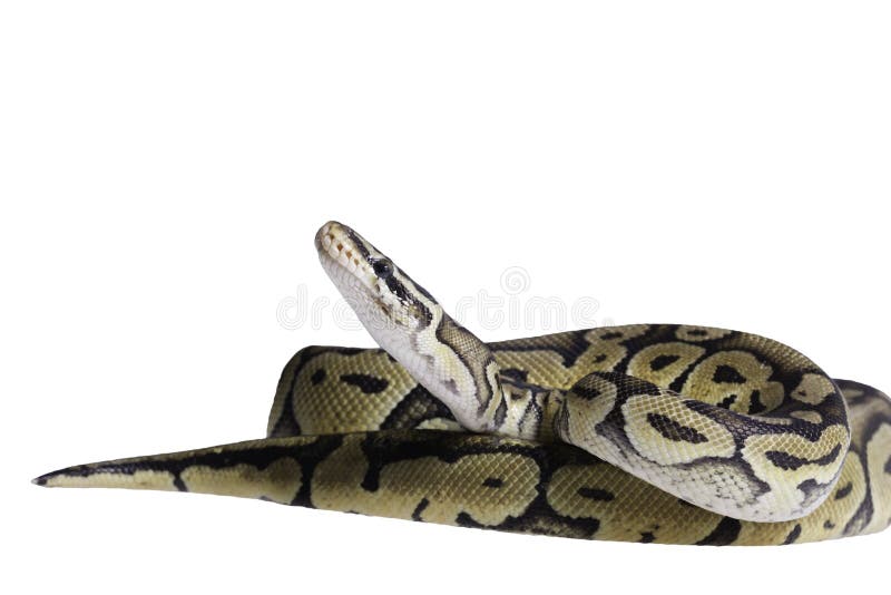 Python Regius on White Background. Stock Photo - Image of colorful ...