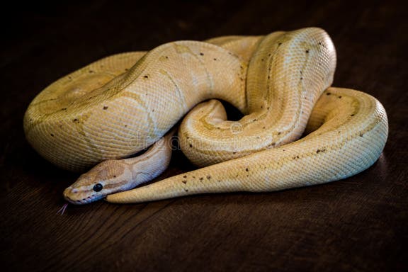 Python regius yellow snake stock photo. Image of isolated - 366999860