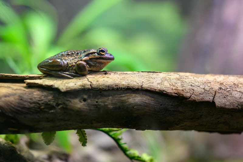 Frog Rests in Green Enclosure Stock Image - Image of enclosure ...