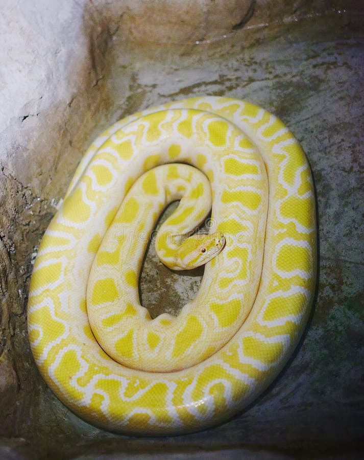 Python Resting in Terrarium, Albino Python Stock Photo - Image of ...