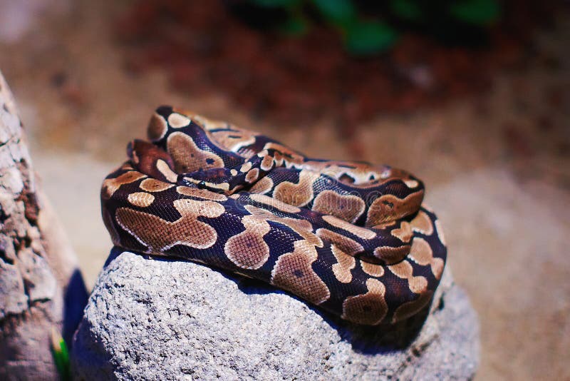 Python Resting in Terrarium Stock Photo - Image of burmese, dangerous ...