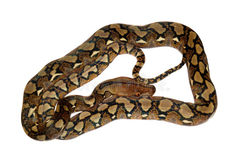 Python Reticulado En El Fondo Blanco Imagen de archivo - Imagen de ...