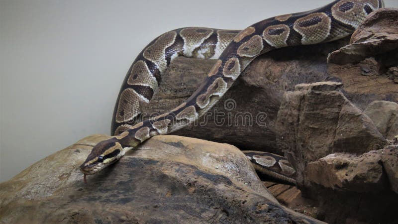 Python Reticulado, Hartbeesport, Noroeste, África Do Sul Foto de Stock - Imagem de hindu, cabras ...