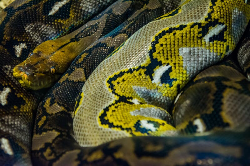 Python reticulado na selva foto de stock. Imagem de curva - 153783336