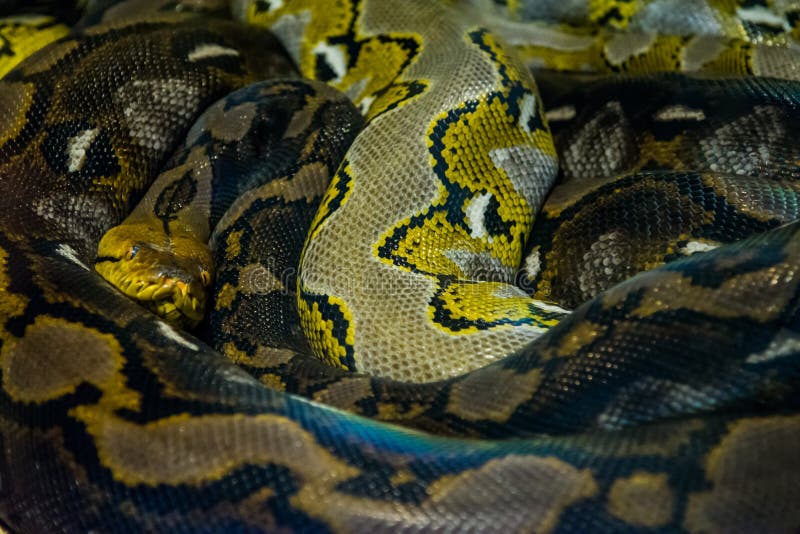Python reticulado na selva imagem de stock. Imagem de predador - 153783257