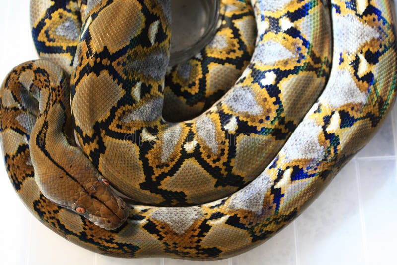 Python reticulatus imagem de stock. Imagem de réptil - 169937555