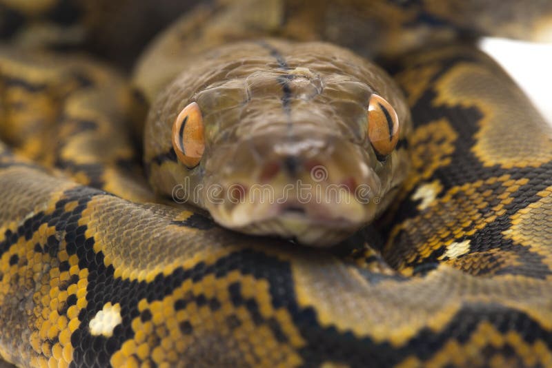 Python Python Reticulatus Retirado Aislado En Blanco Imagen de archivo ...