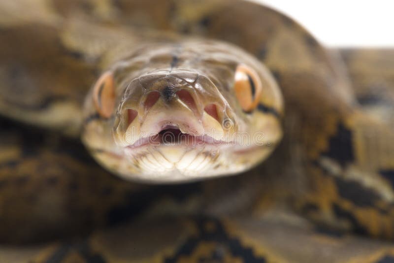 Python Python Reticulatus Retirado Aislado En Blanco Imagen de archivo ...