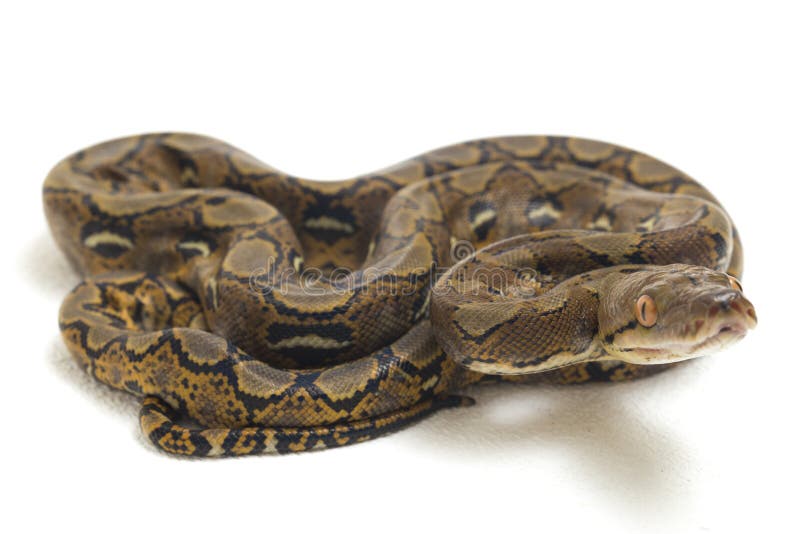 Python Python Reticulatus Retirado Aislado En Blanco Foto de archivo ...
