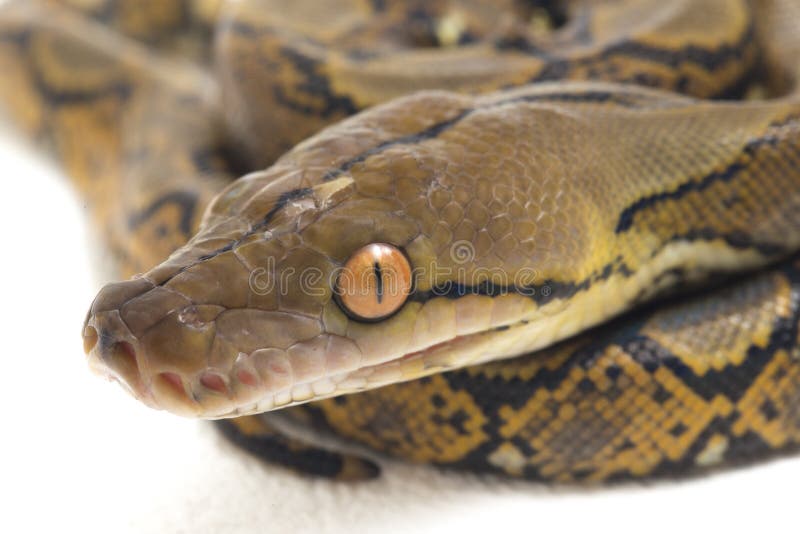 Python Python Reticulatus Retirado Aislado En Blanco Imagen de archivo ...