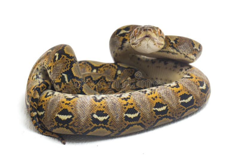 Python Python Reticulatus Retirado Aislado En Blanco Imagen de archivo ...