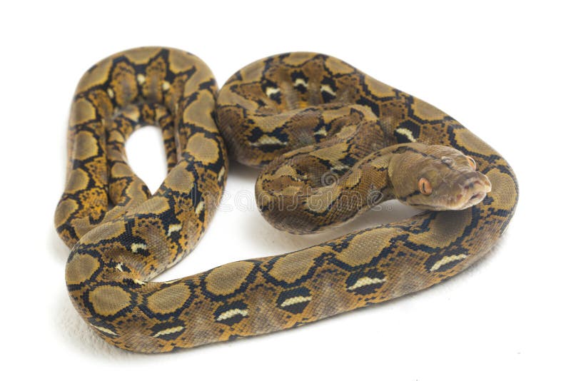 Python Python Reticulatus Retirado Aislado En Blanco Foto de archivo ...