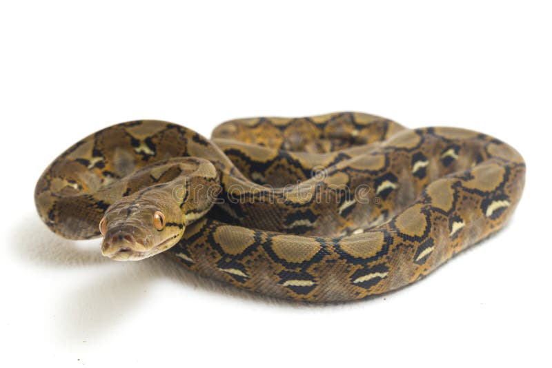 Python Python Reticulatus Retirado Aislado En Blanco Imagen de archivo ...