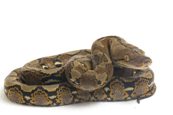 Python Python Reticulatus Retirado Aislado En Blanco Imagen de archivo ...