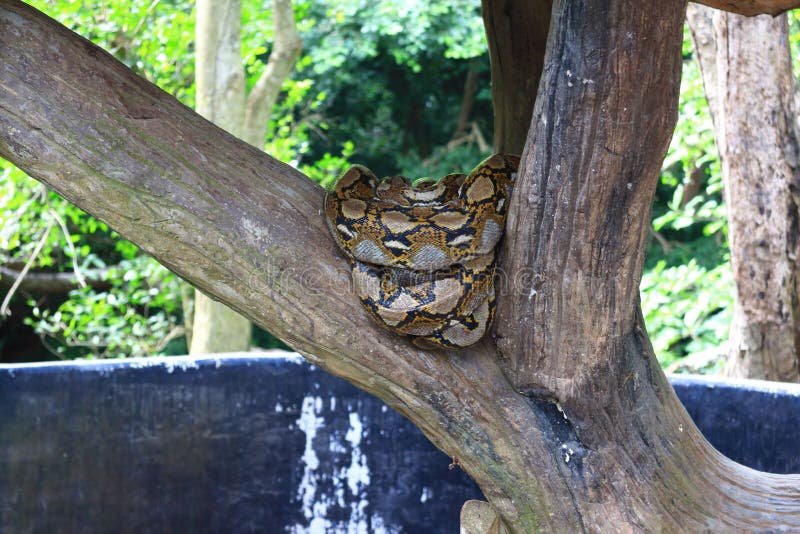 Reticulated Python, Malayopython Reticulatus Stock Image - Image of ... Reticulated Python, Malayopython Reticulatus Stock Image - Image of ...