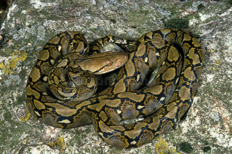 PYTHON RETICULE Python Reticulatus Imagen de archivo - Imagen de ...