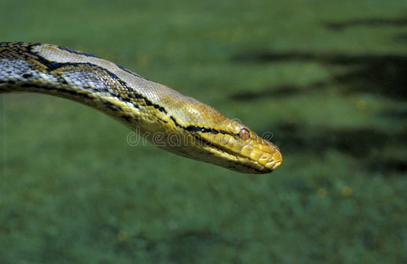 Reticulated Python, Python Reticulatus, Head Stock Image - Image of ...