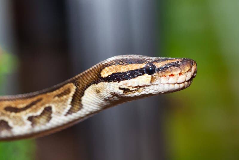Python Royal, Ou Python De Bille (python De Fondation Royale) Photo ...